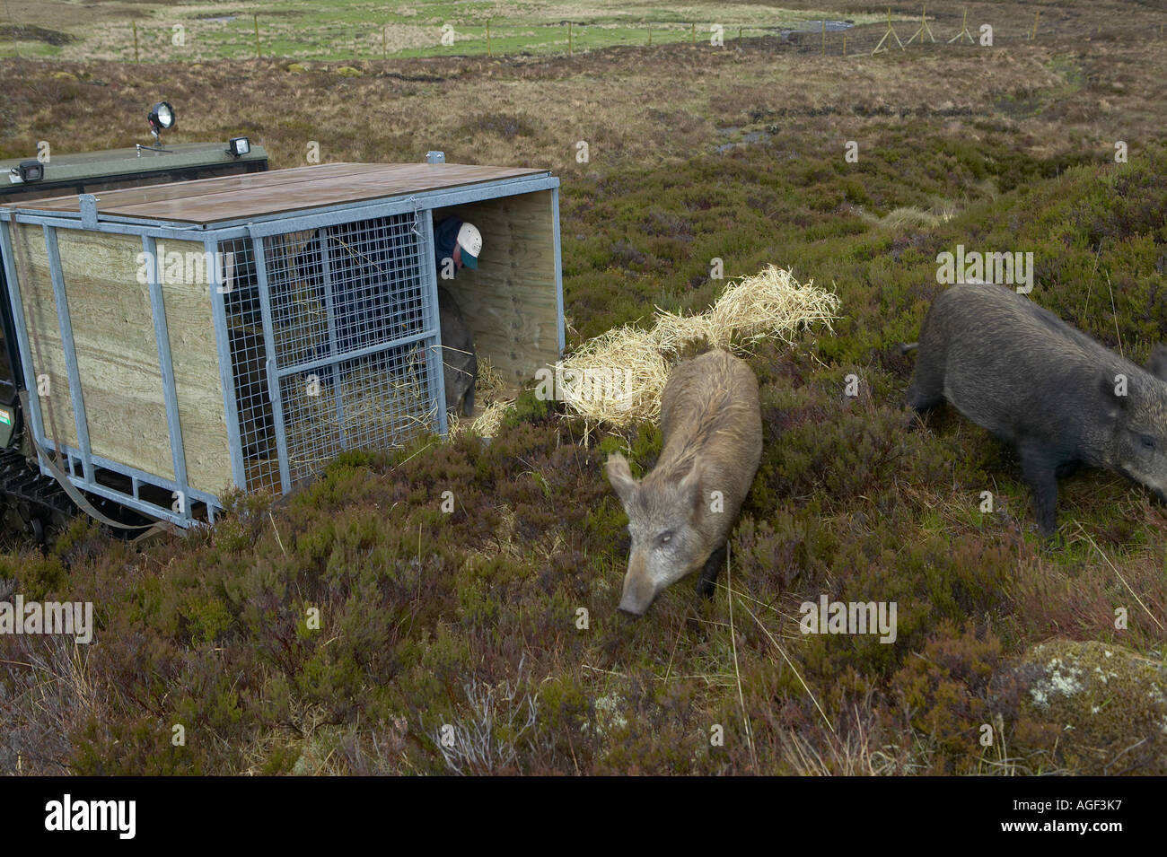 Wild boar released into Alladale Wilderness Park in the Scottish ...