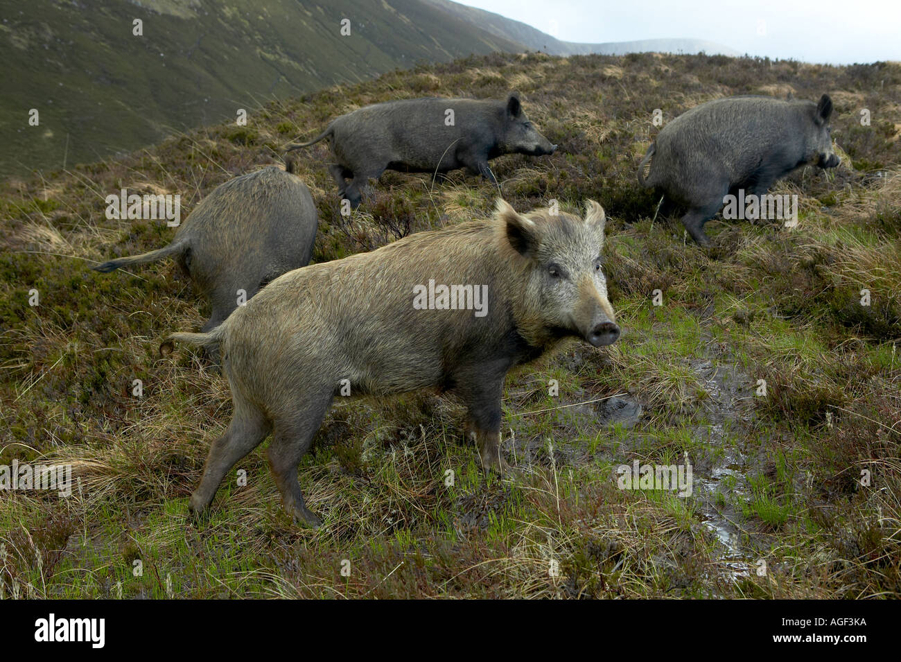 Wild boar released into Alladale Wilderness Park in the Scottish ...