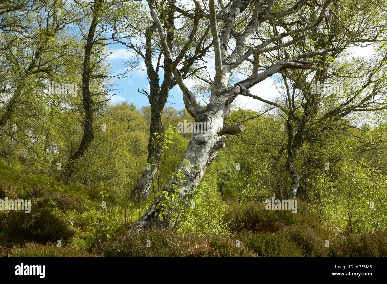 Silver birch trees in the Scottish Highlands Stock Photo - Alamy