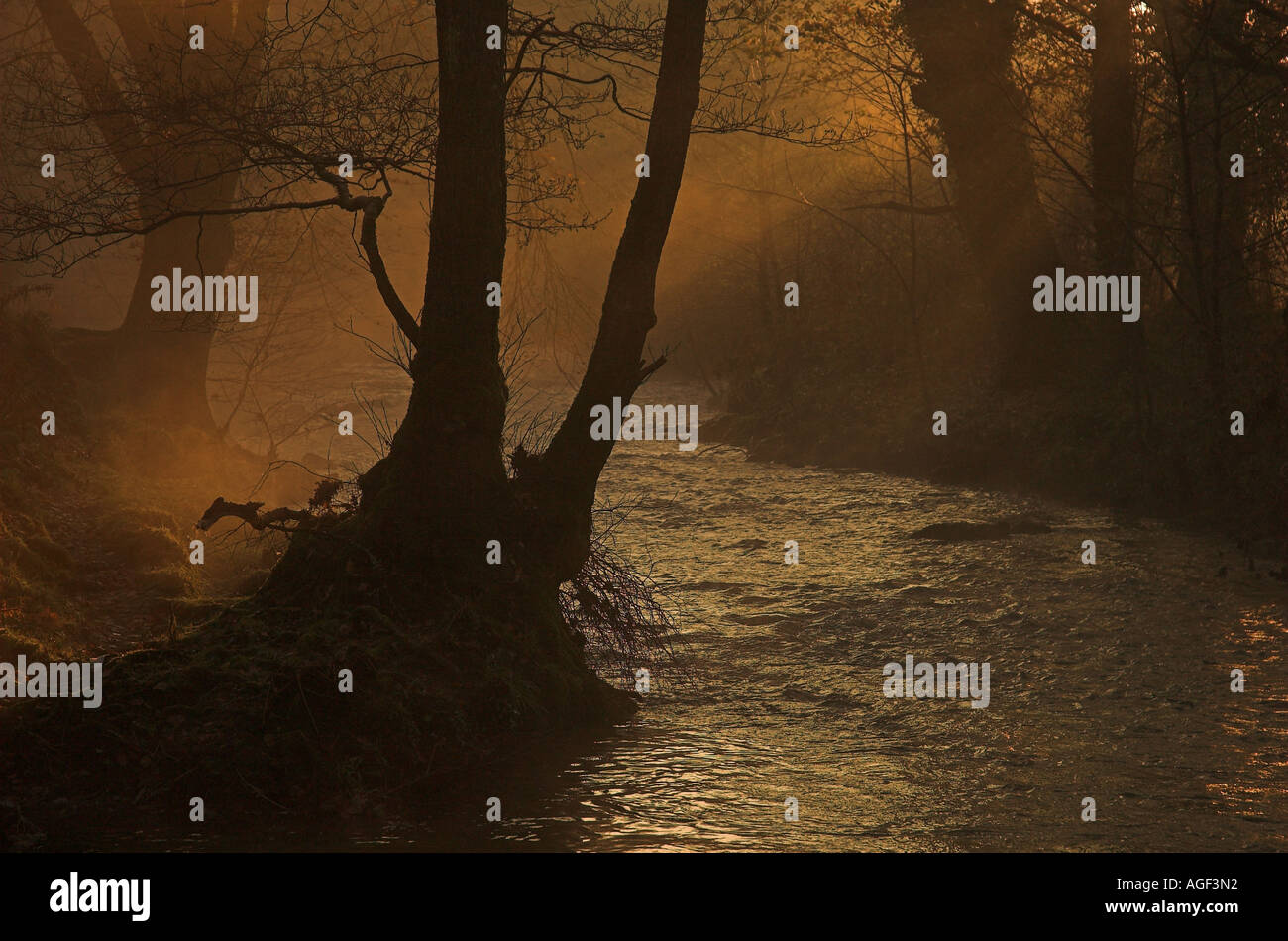 River Walkham Grenofen Nr Tavistock Devon England Stock Photo - Alamy
