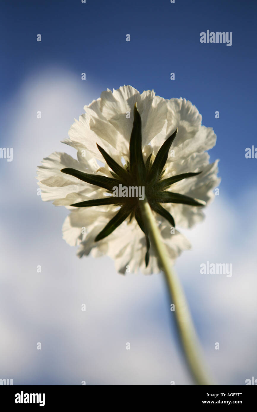 flower facing the sky Stock Photo - Alamy