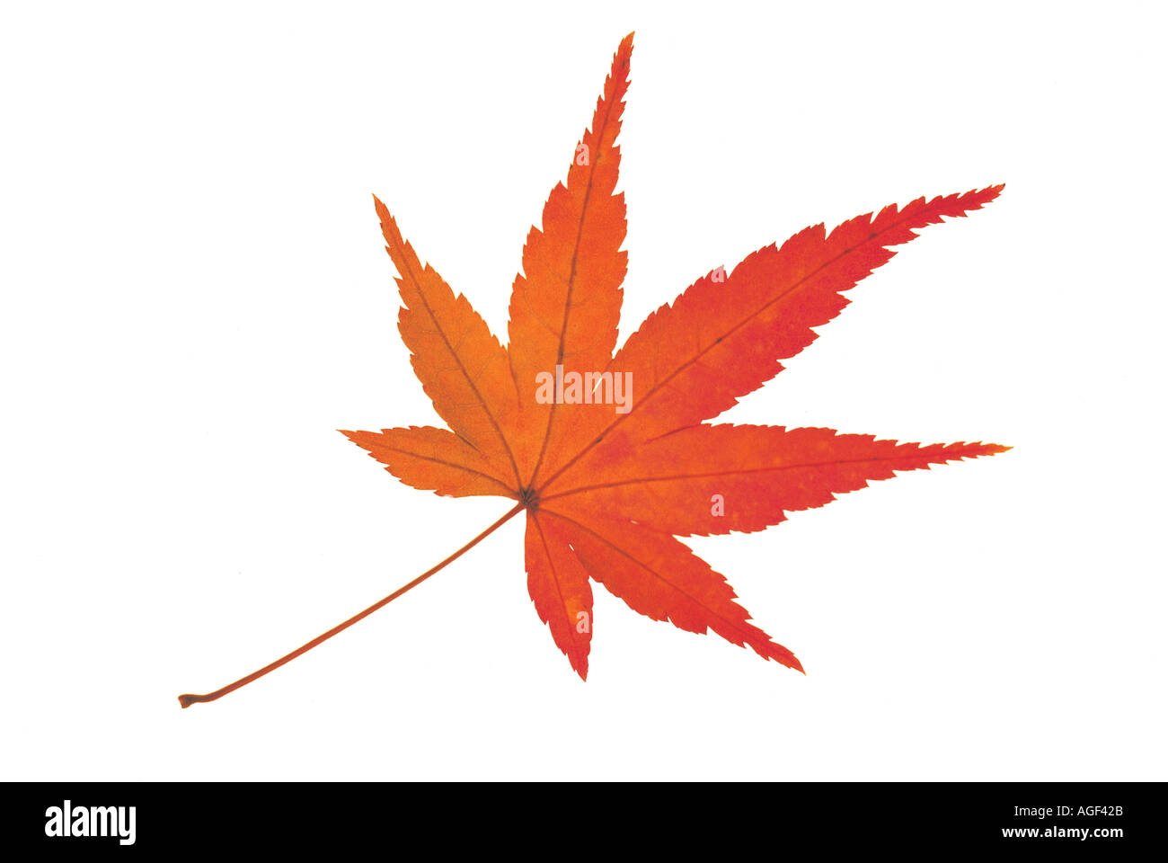 Leaves red Yellow Stock Photo - Alamy