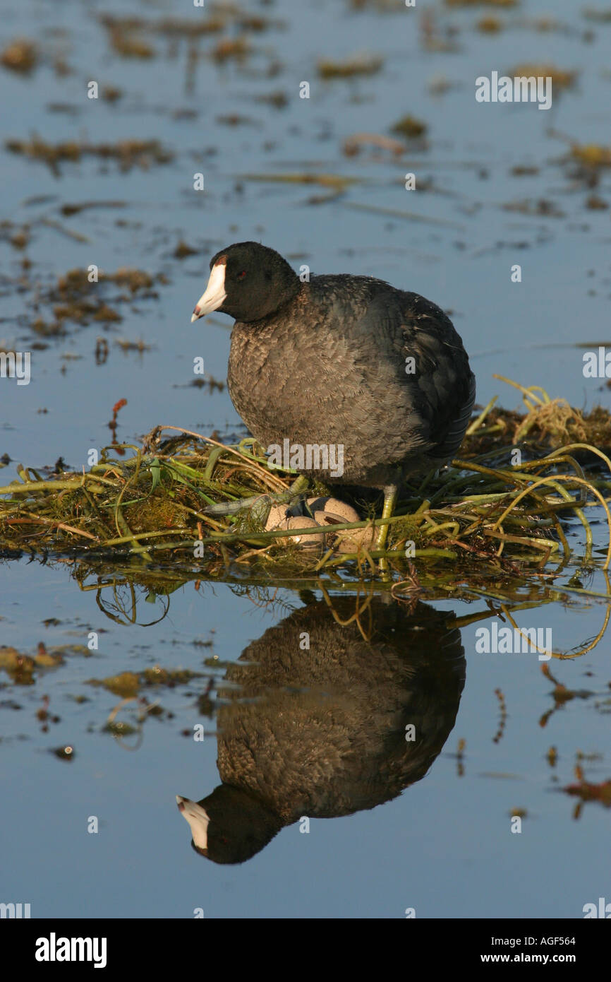 Coot nest and egg hi-res stock photography and images - Alamy