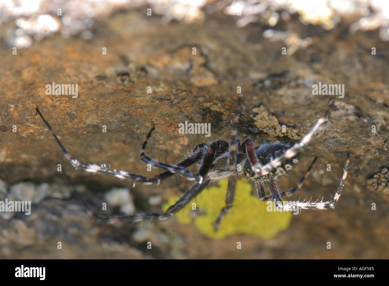 Spider on web in high alpine environment Stock Photo - Alamy