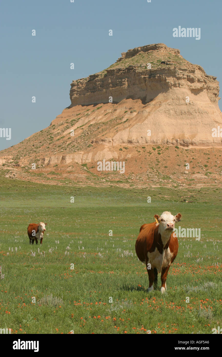Grazing on public lands hi-res stock photography and images - Alamy