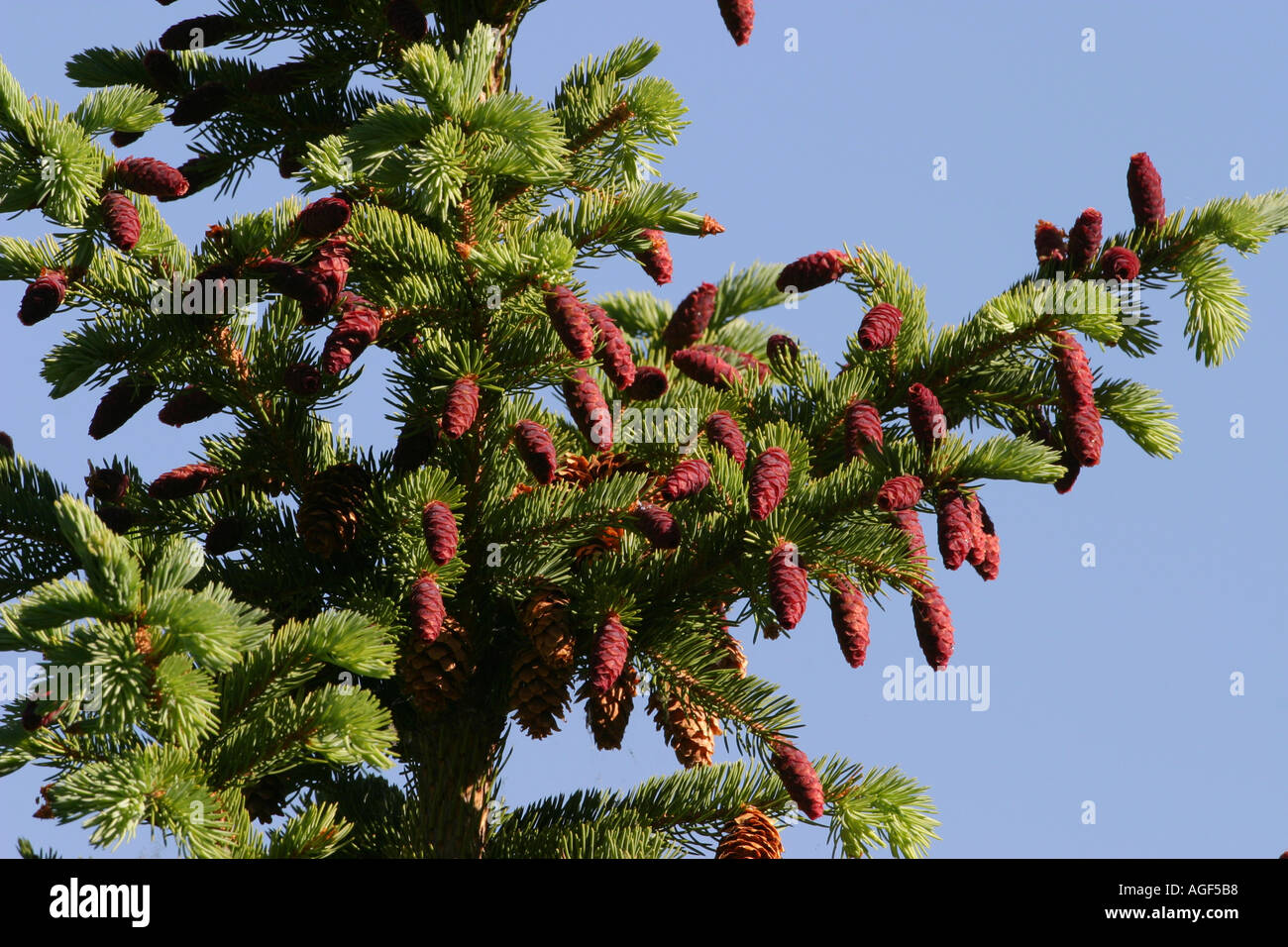 Engleman hi-res stock photography and images - Alamy