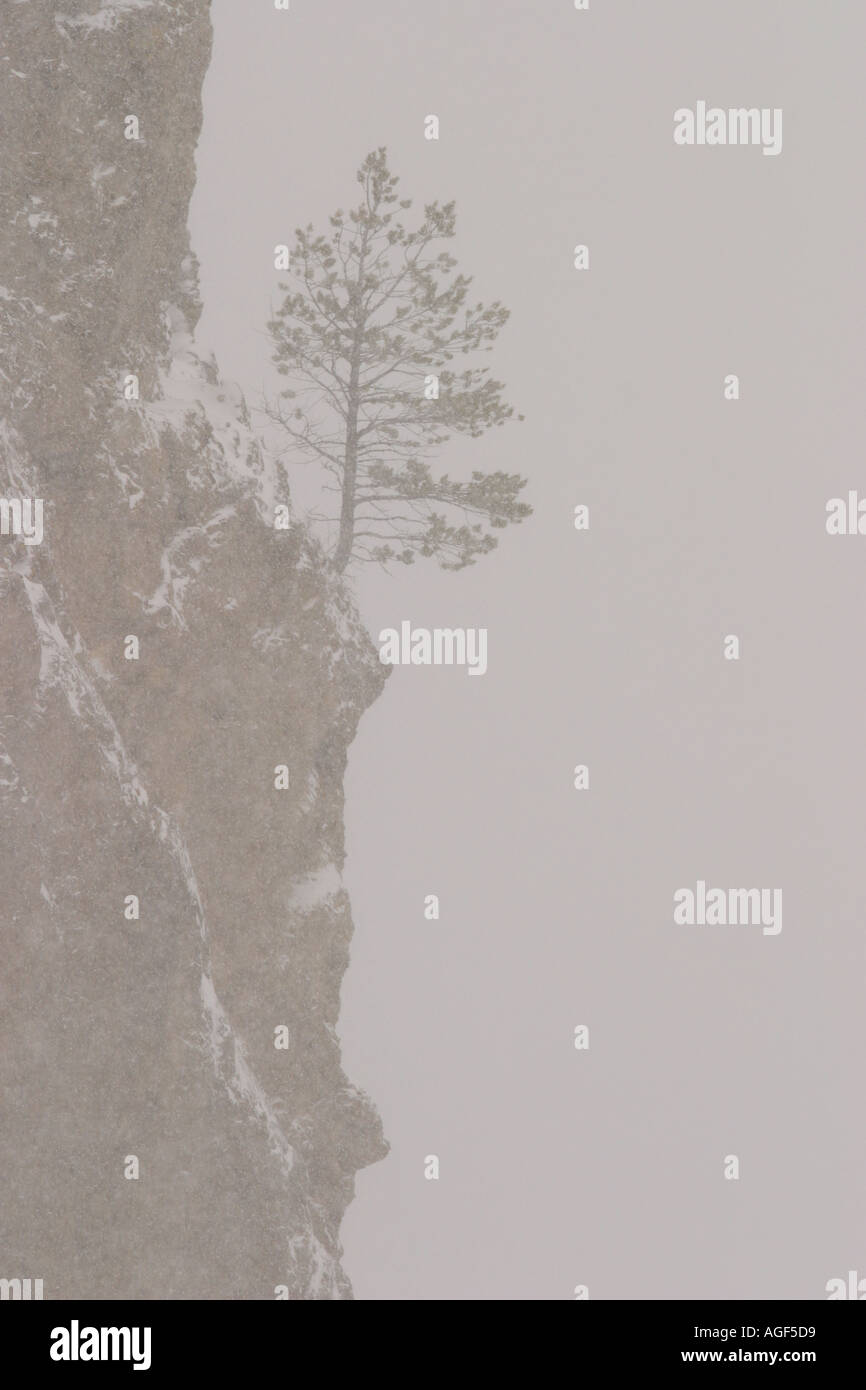 Pine tree growing from cliff Stock Photo - Alamy