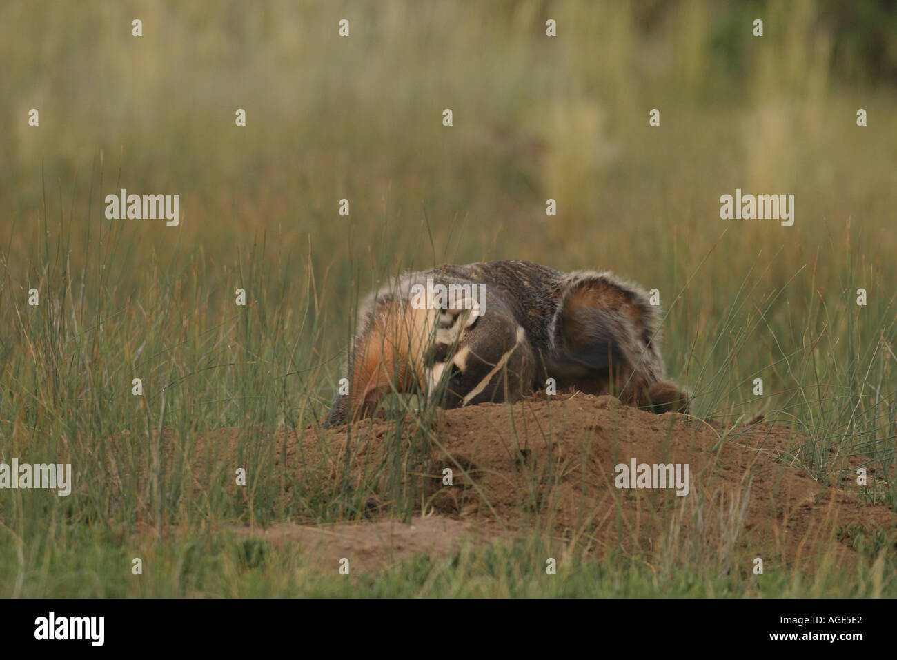 American badger, predator hi-res stock photography and images - Alamy