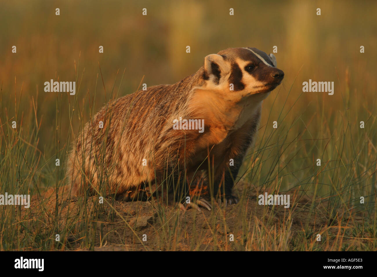 American badger, predator hi-res stock photography and images - Alamy