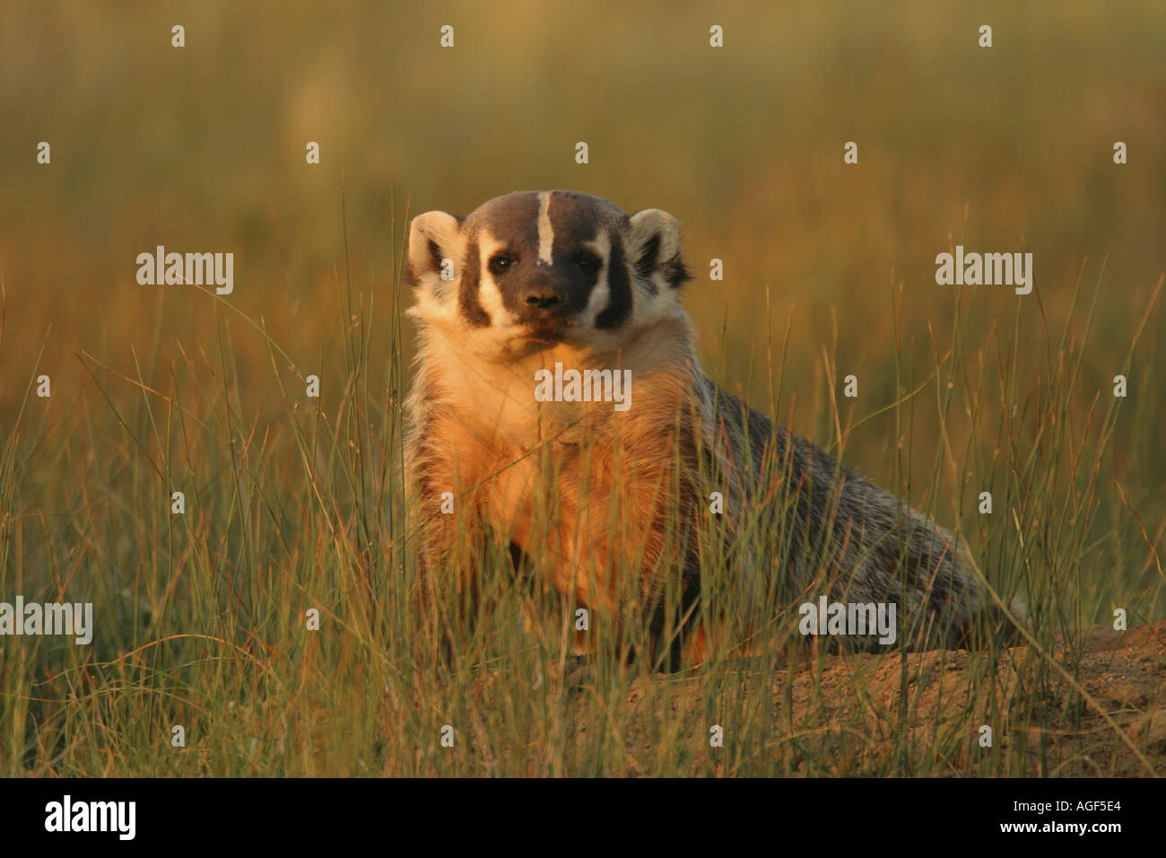 American badger dig hi-res stock photography and images - Alamy