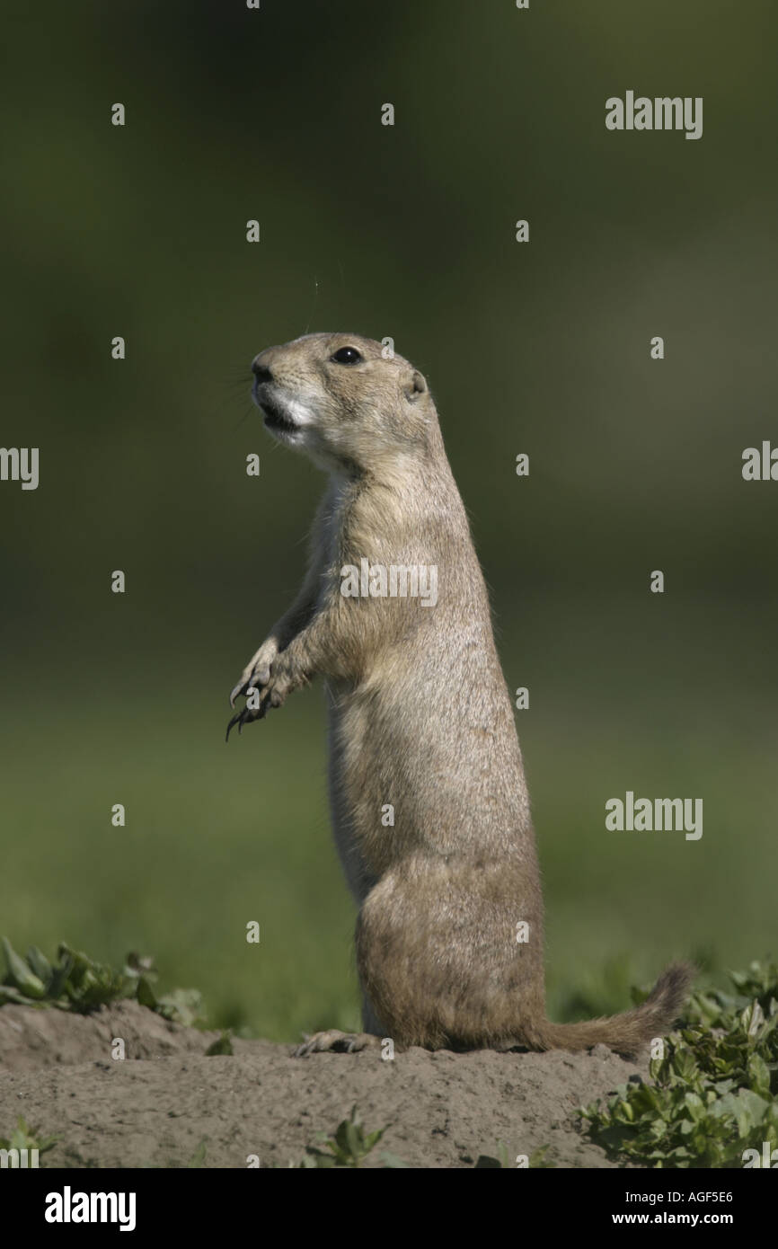 Black tailed prairie dog Stock Photo - Alamy