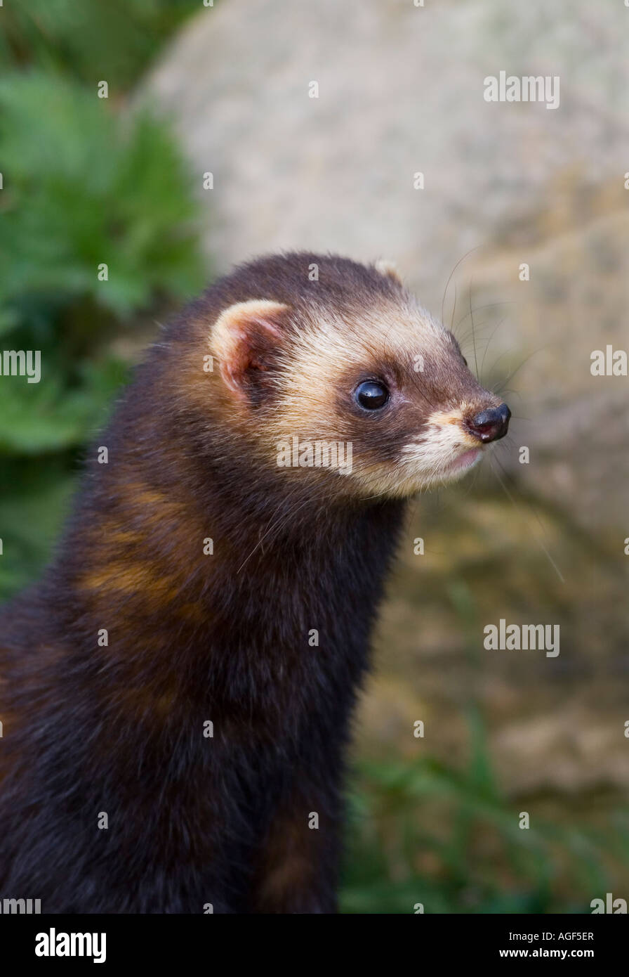 Polecats of the uk hi-res stock photography and images - Alamy