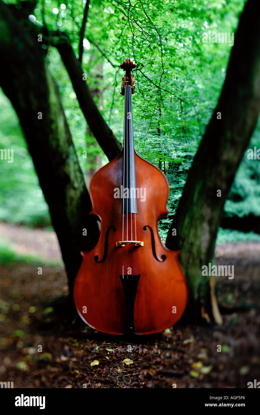 Stringed instument hi-res stock photography and images - Alamy
