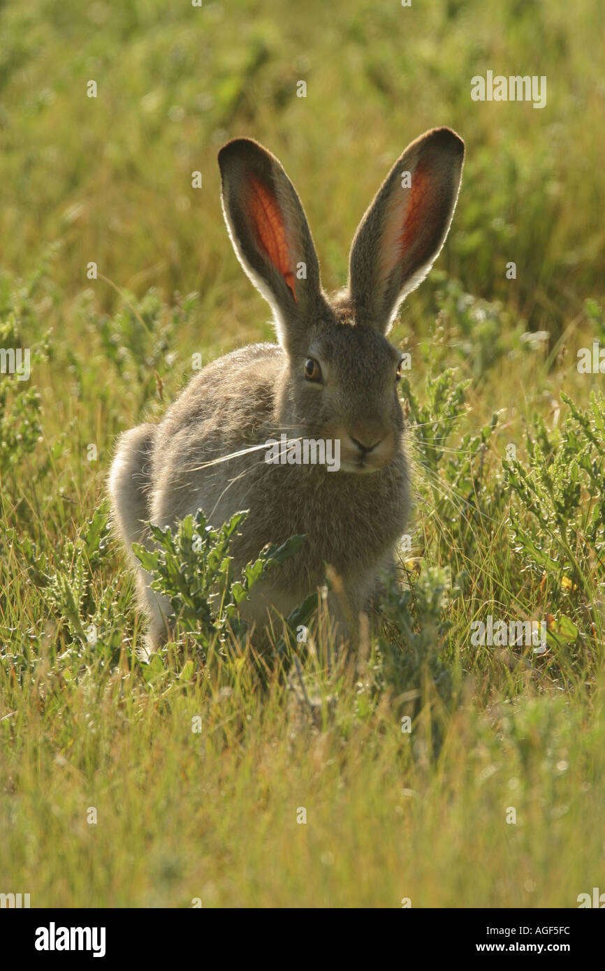 Whitetail jackrabbit hi-res stock photography and images - Alamy