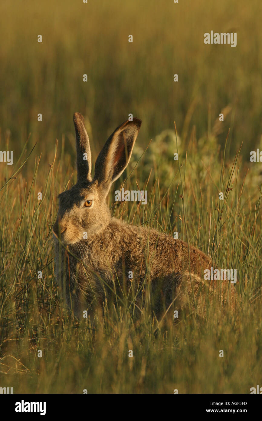 Whitetail jackrabbit hi-res stock photography and images - Alamy