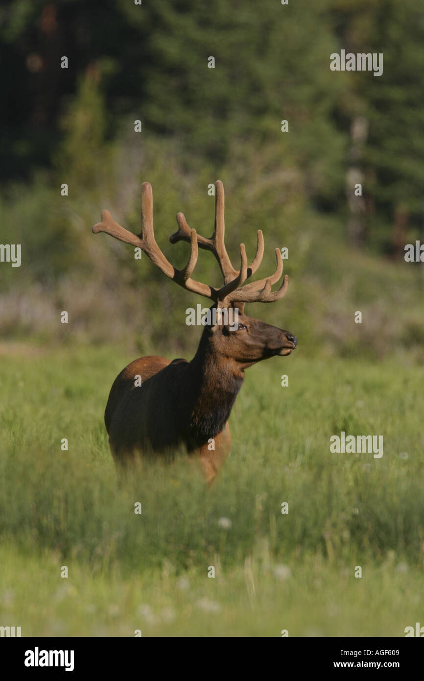 Bull elk in summer Stock Photo - Alamy