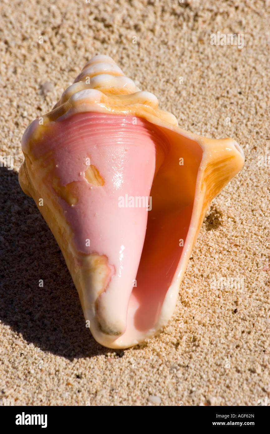 Beautiful pink conch hi-res stock photography and images - Alamy