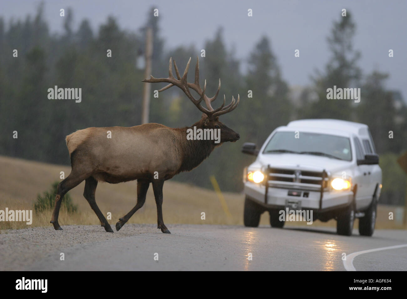 Bull elk crossing the road hi-res stock photography and images - Alamy
