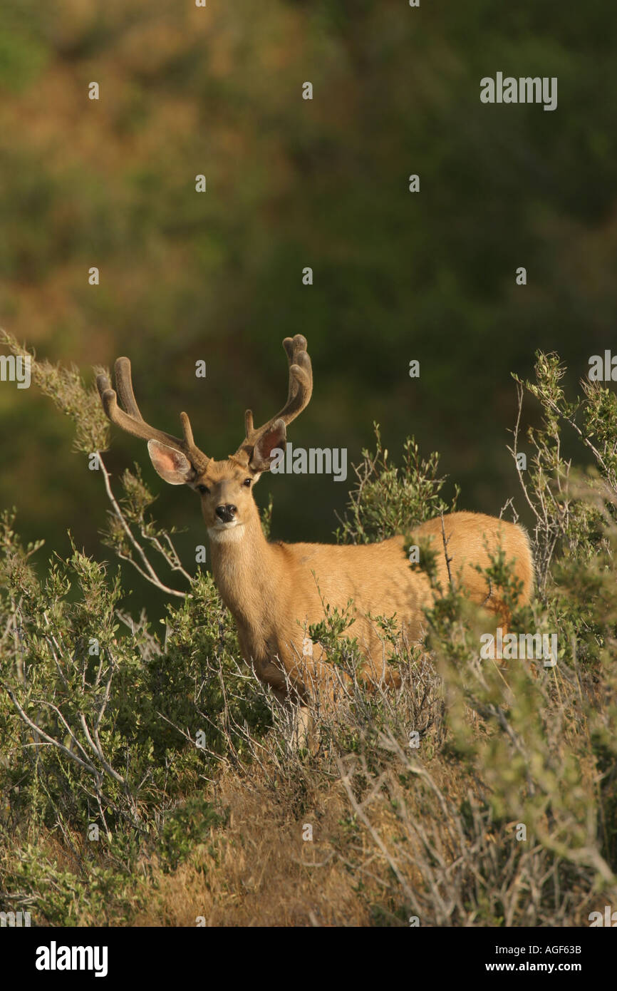 Mule deer buck in summer velvet Stock Photo - Alamy