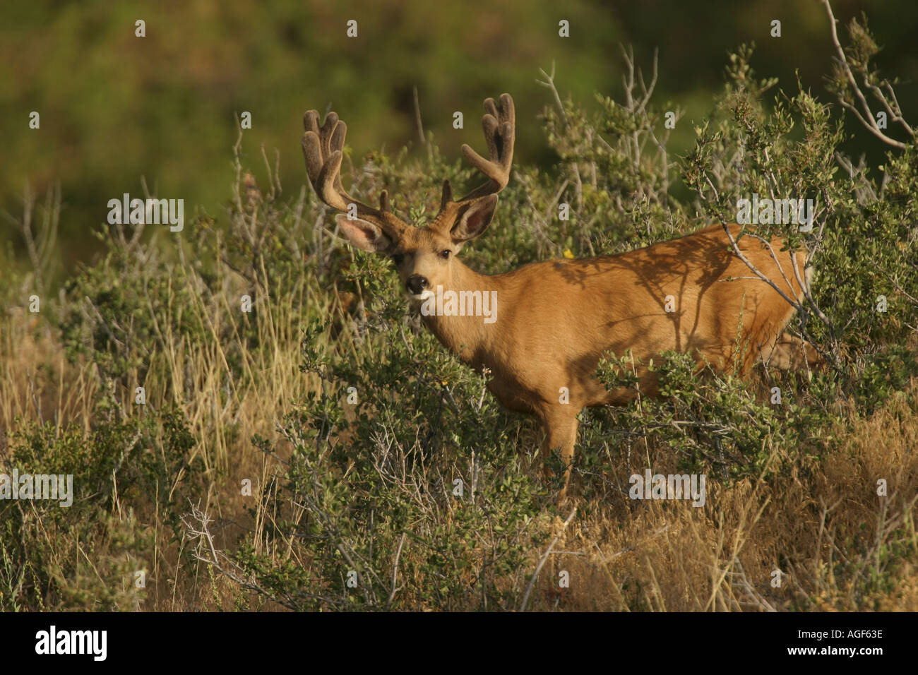 Mule deer buck in summer velvet Stock Photo - Alamy