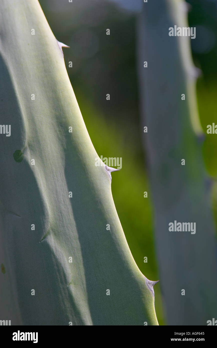 Leaf of a small spiked cactus on the foreground Stock Photo - Alamy