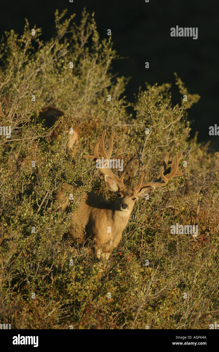 Mule deer buck in velvet Stock Photo - Alamy