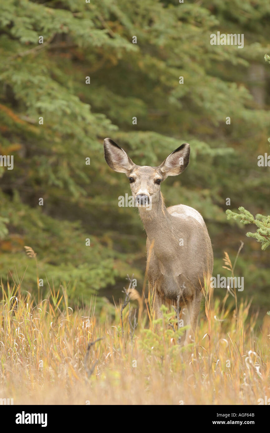 Mule deer doe Stock Photo - Alamy