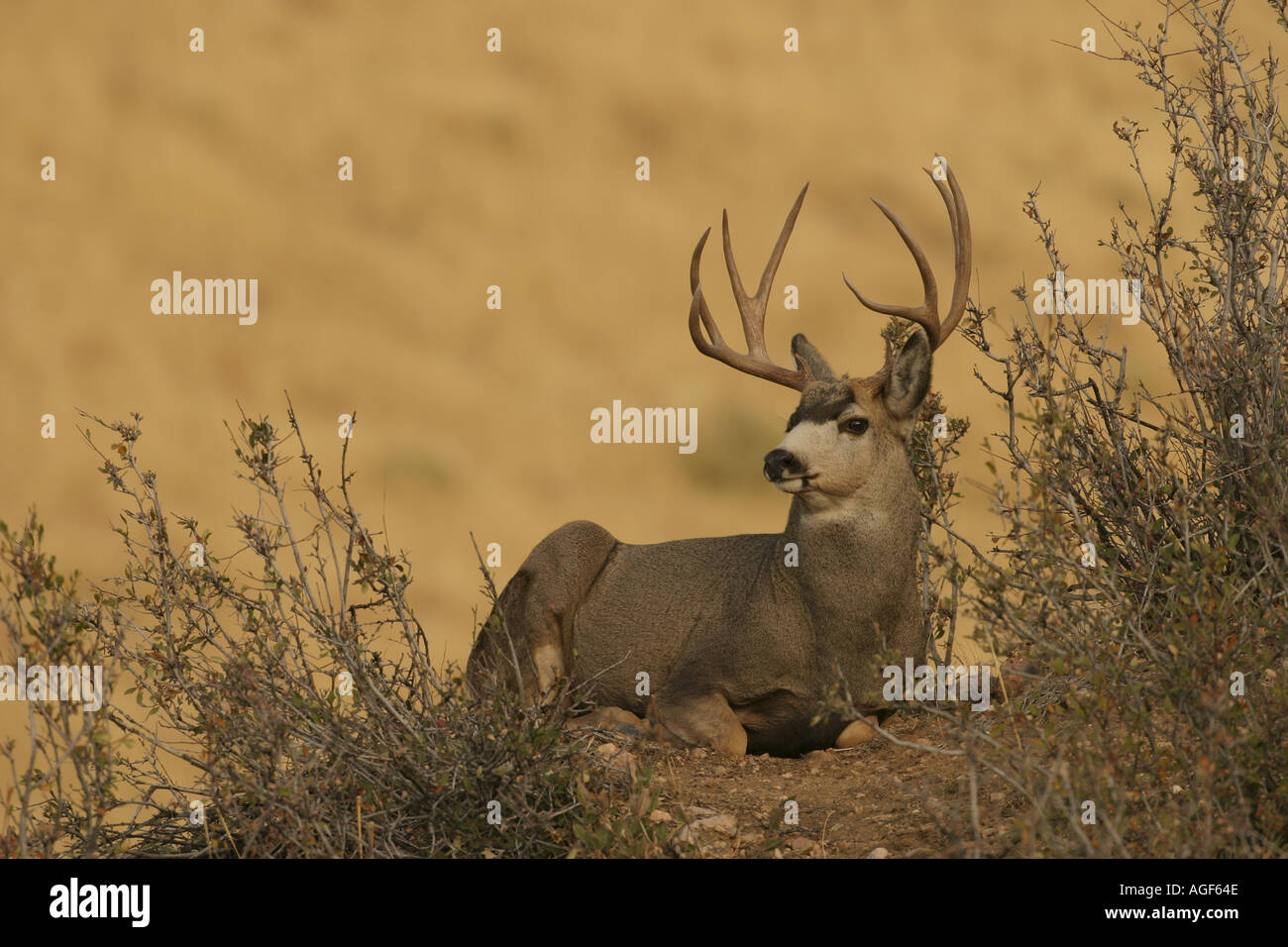 Mule deer buck during autumn rut Stock Photo - Alamy