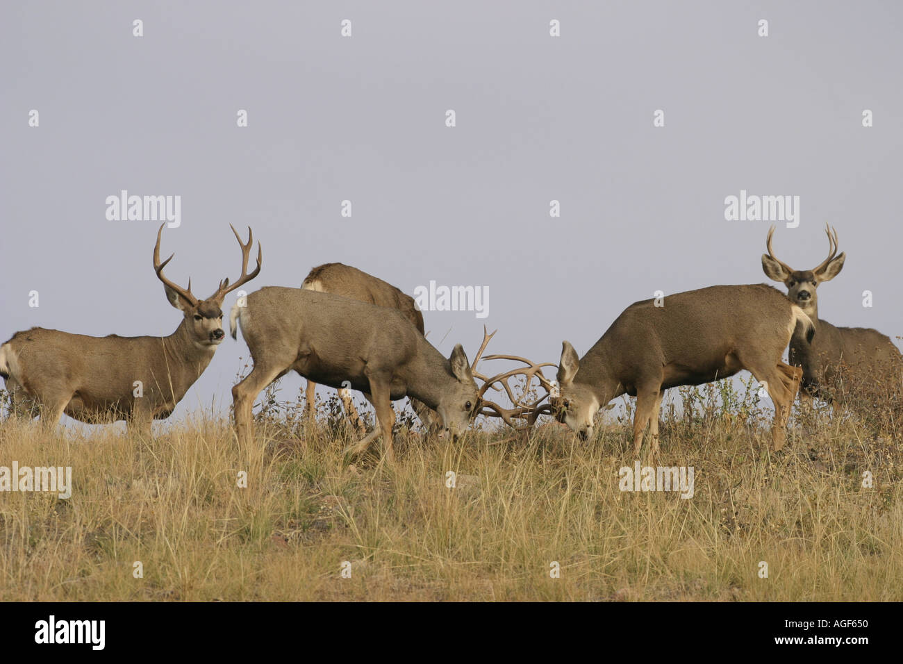 Trophy bucks hi-res stock photography and images - Alamy