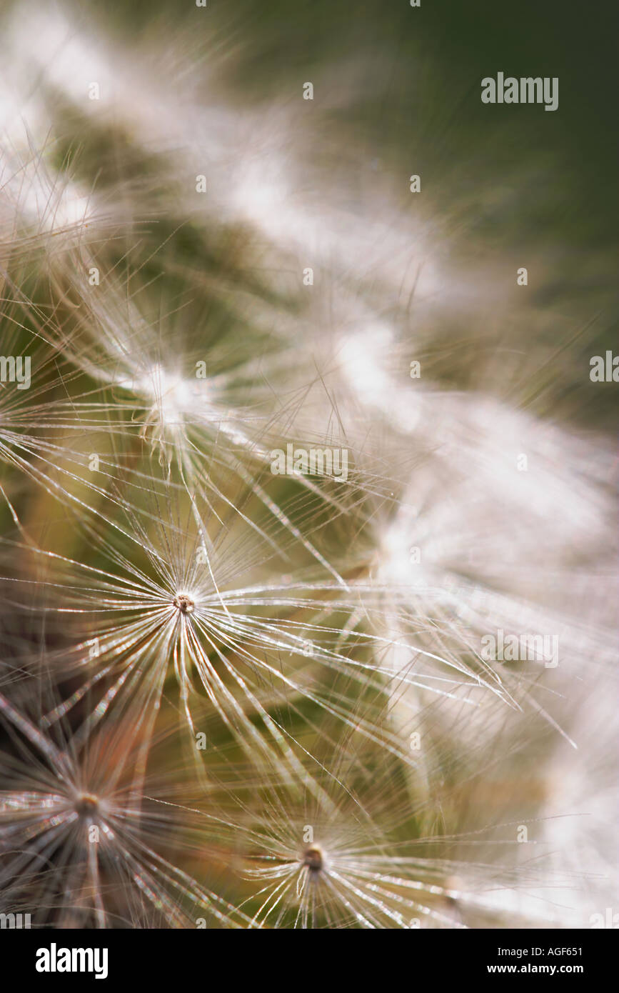 Seedhead flower hi-res stock photography and images - Alamy