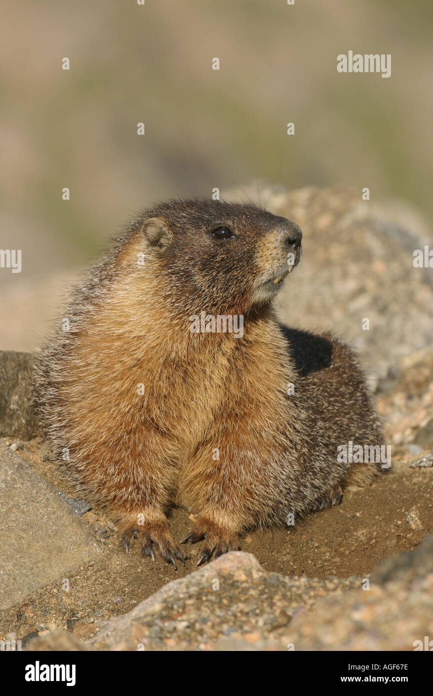 Yellow bellied marmot Stock Photo - Alamy