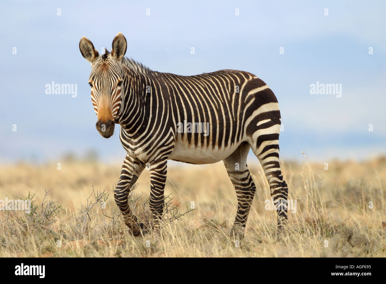 mountain zebra walking Stock Photo - Alamy
