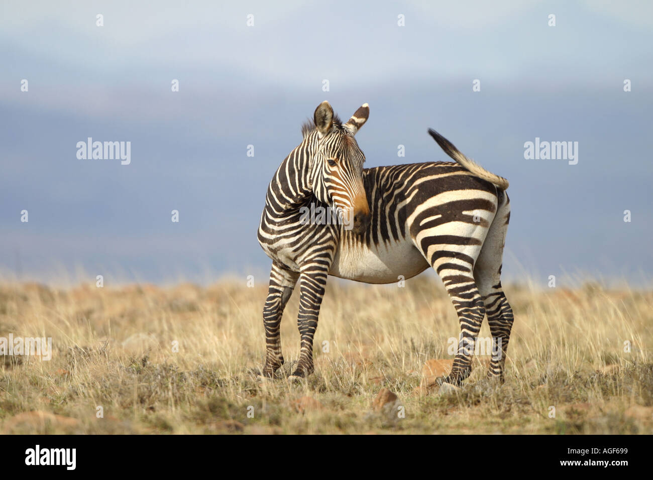 mountain zebra grooming Stock Photo - Alamy