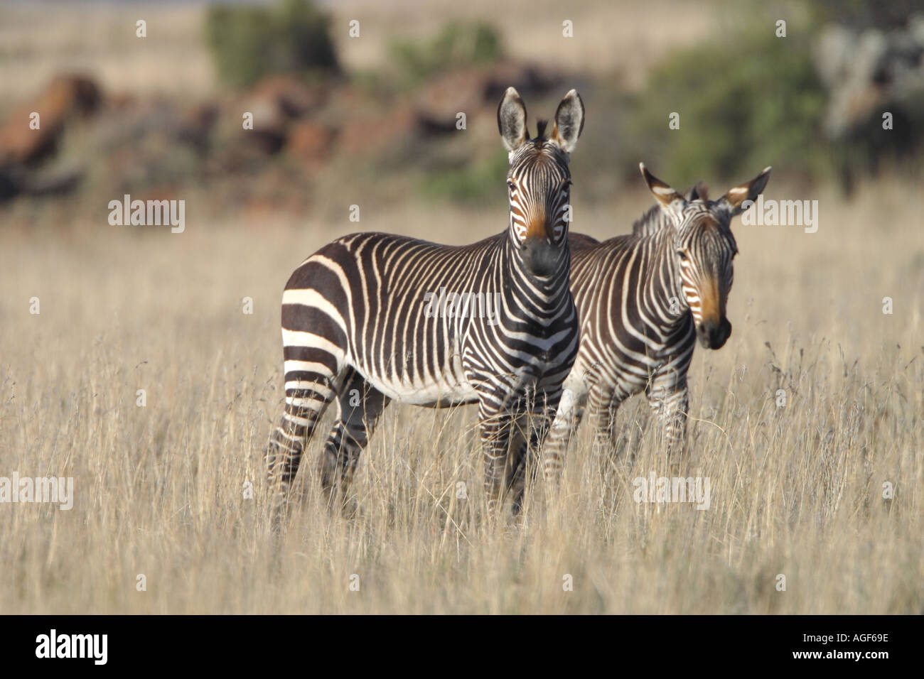 Zebra duo hi-res stock photography and images - Alamy