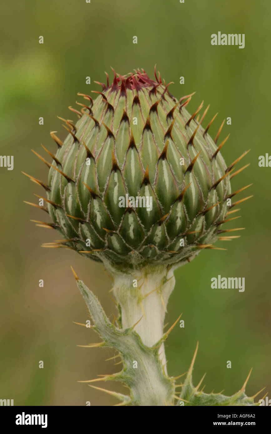 Wavyleaf thistle hi-res stock photography and images - Alamy