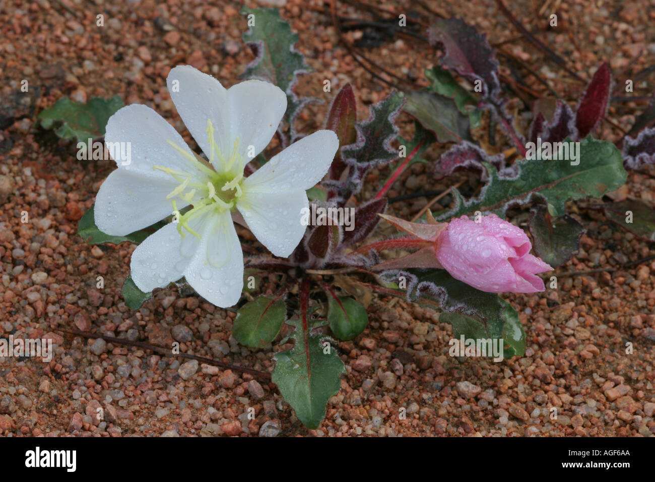 Pink evening primrose hi-res stock photography and images - Alamy