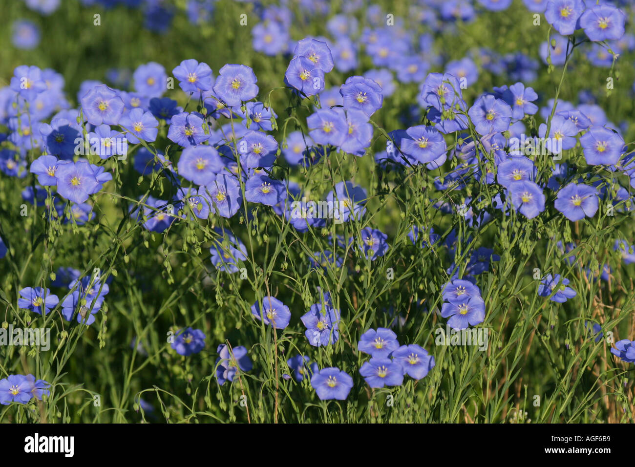 Flax in bloom hi-res stock photography and images - Alamy