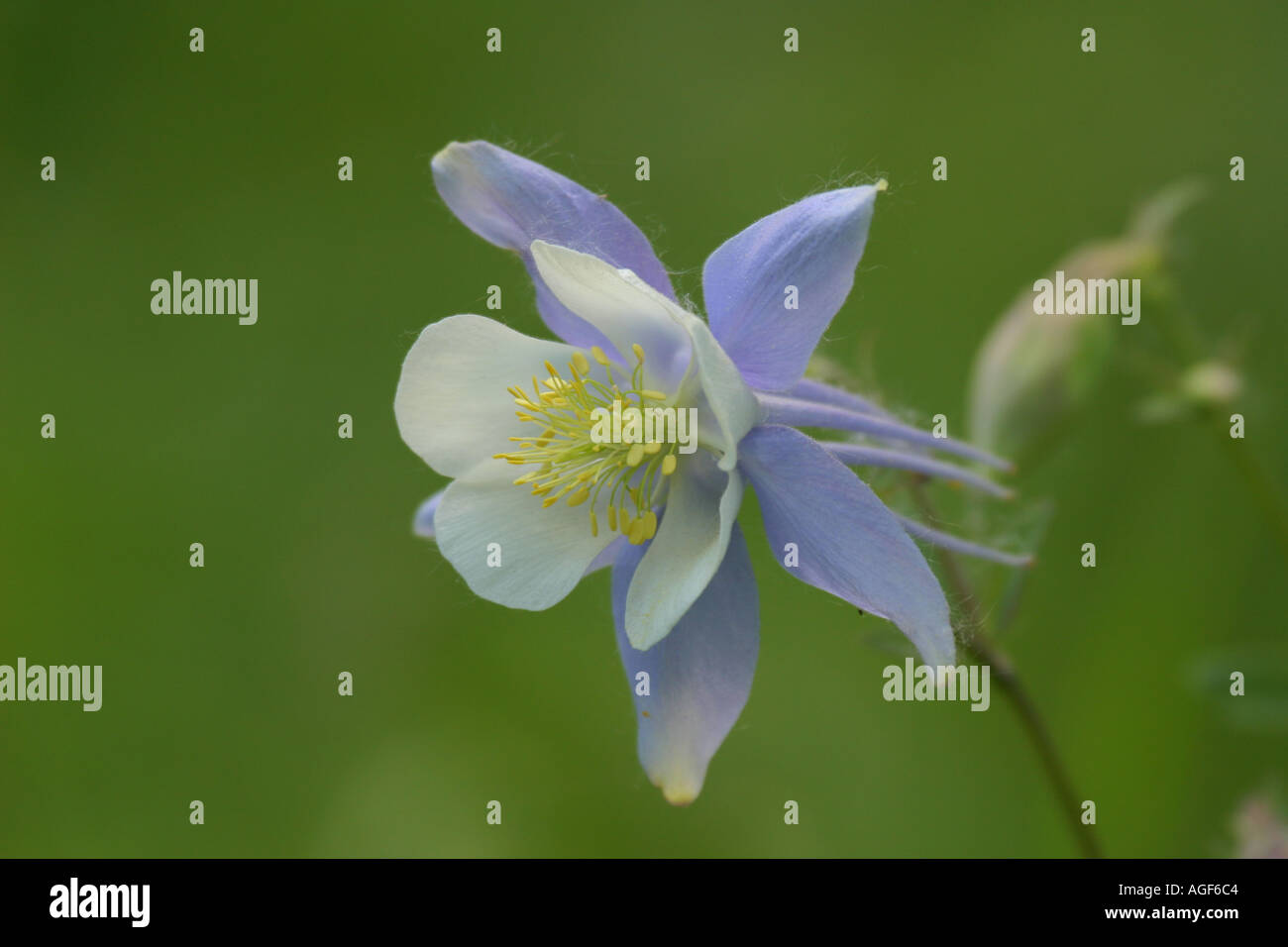 Colorado blue columbine in bloom Stock Photo - Alamy