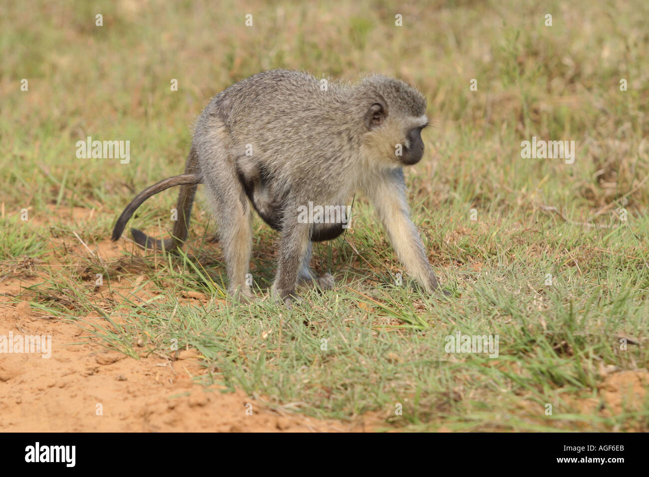 Baby monkey clinging hi-res stock photography and images - Alamy