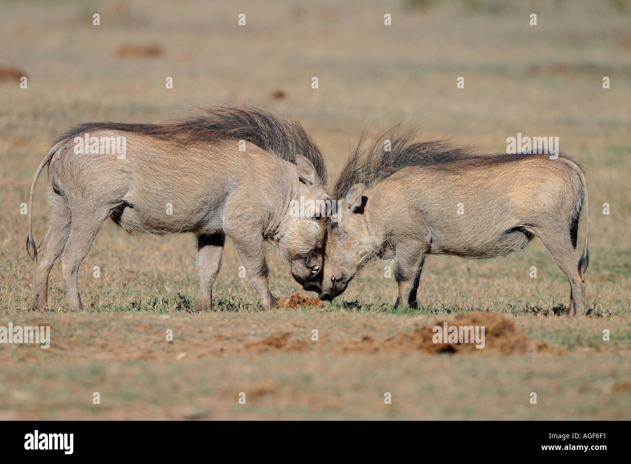 Warthog fight hi-res stock photography and images - Alamy