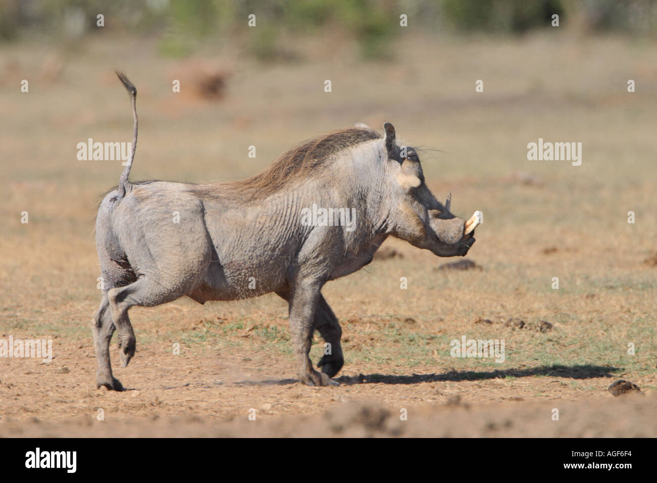 Warthogs Running