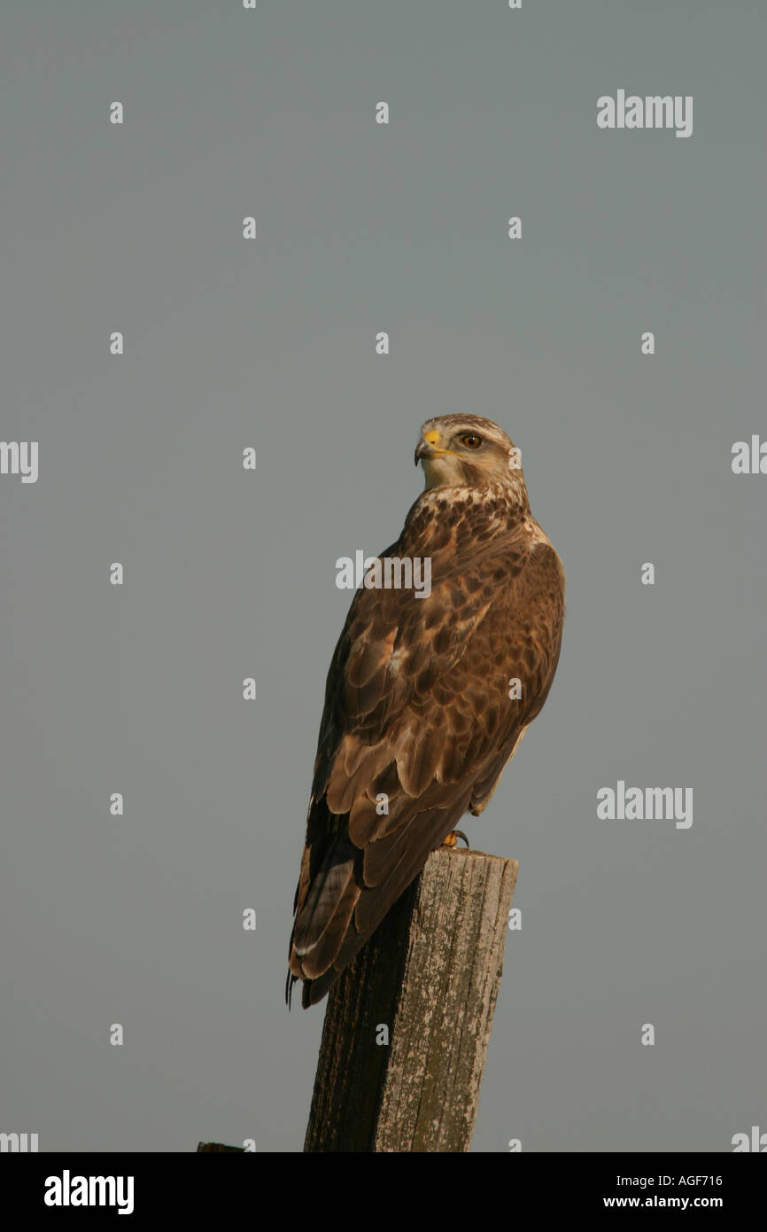 Grasslands hawk hi-res stock photography and images - Alamy