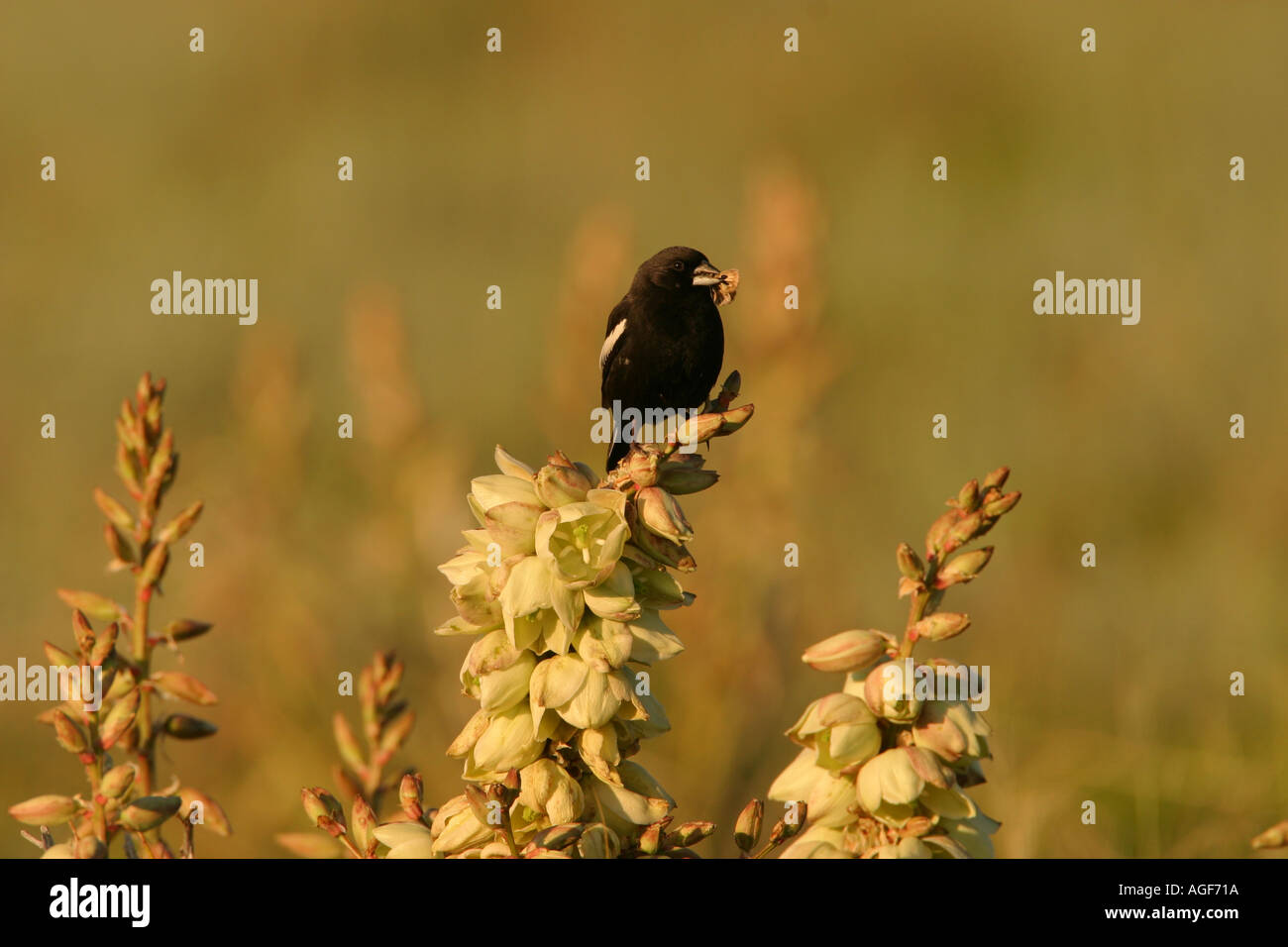 Lark bunting bird hi-res stock photography and images - Alamy