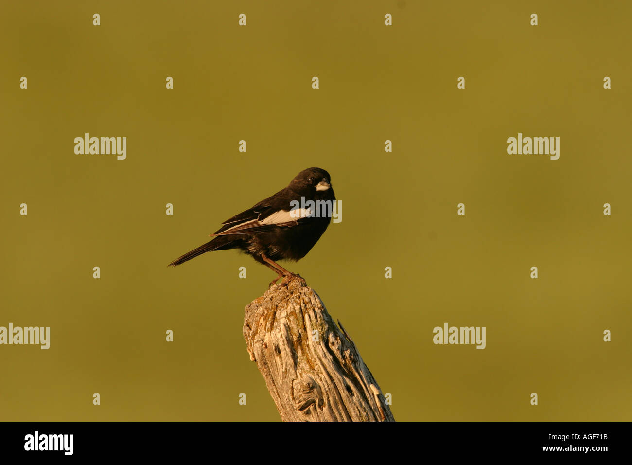 Lark bunting hi-res stock photography and images - Alamy