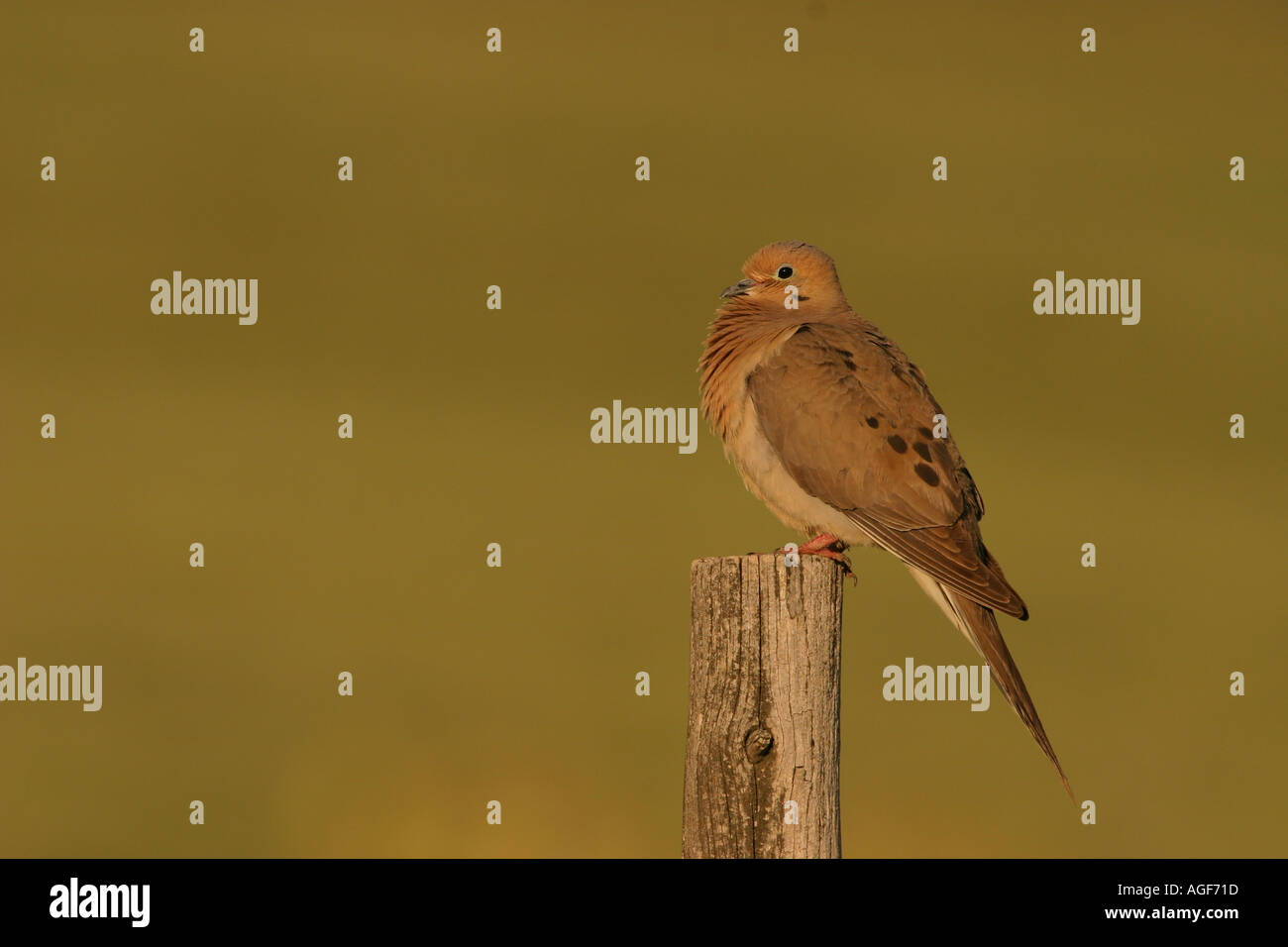 Prairie dove hi-res stock photography and images - Alamy