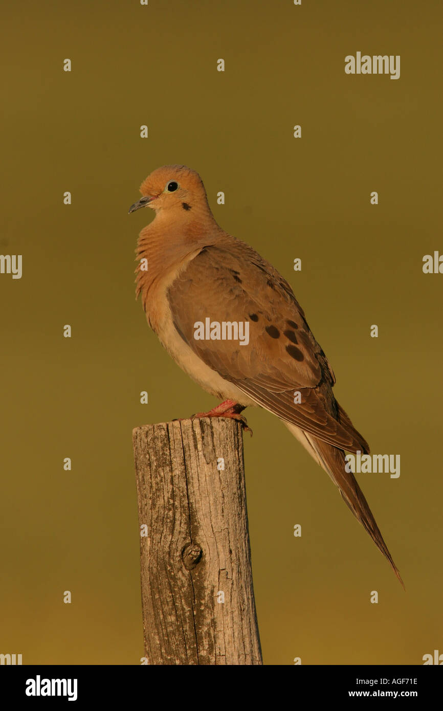 Prairie dove hi-res stock photography and images - Alamy
