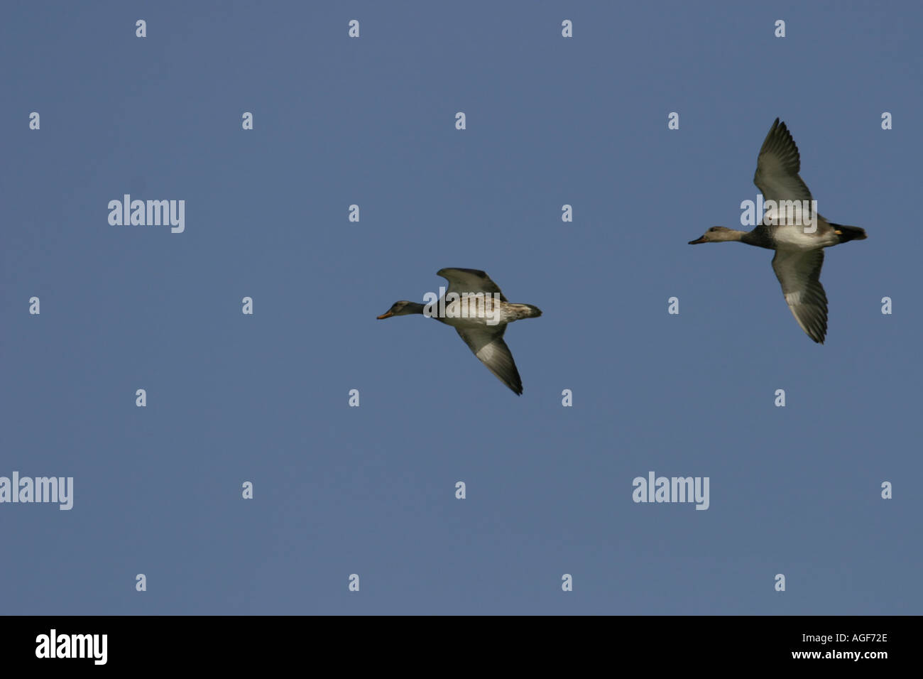 Pair of gadwall in flight Stock Photo - Alamy