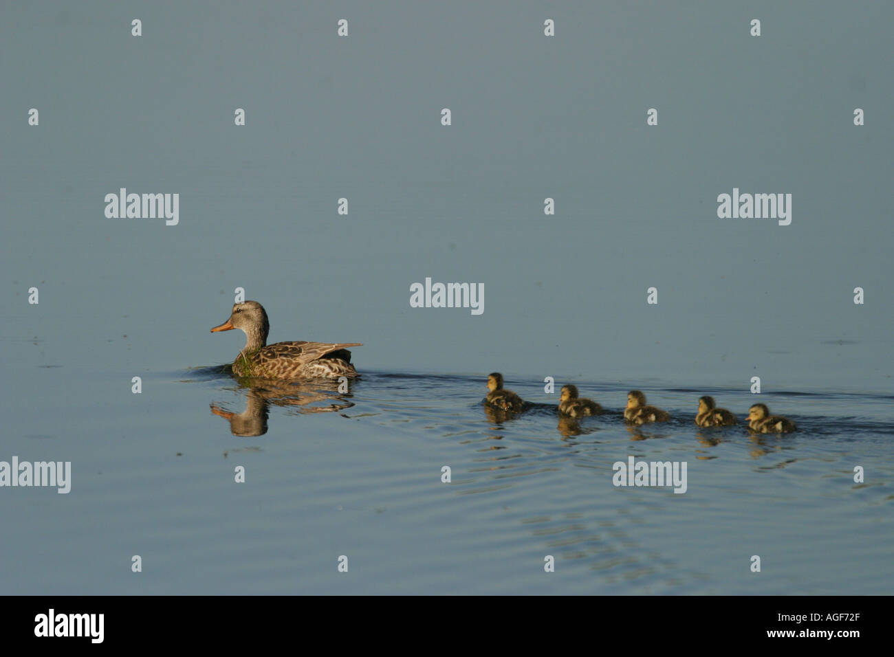 Gadwall ducklings hi-res stock photography and images - Alamy