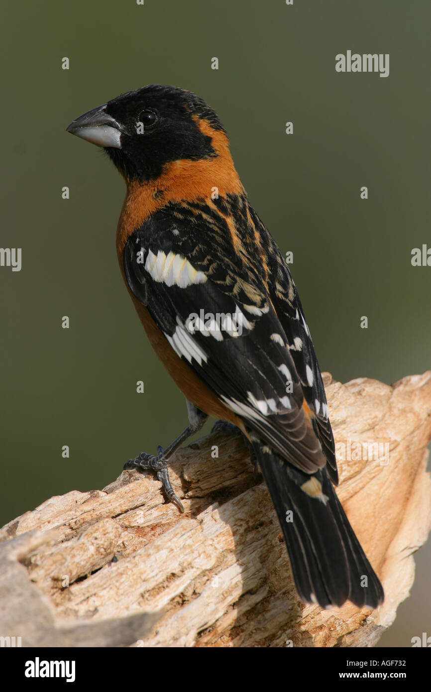 Black headed grosbeak Pheucticus melanocephalus Stock Photo - Alamy