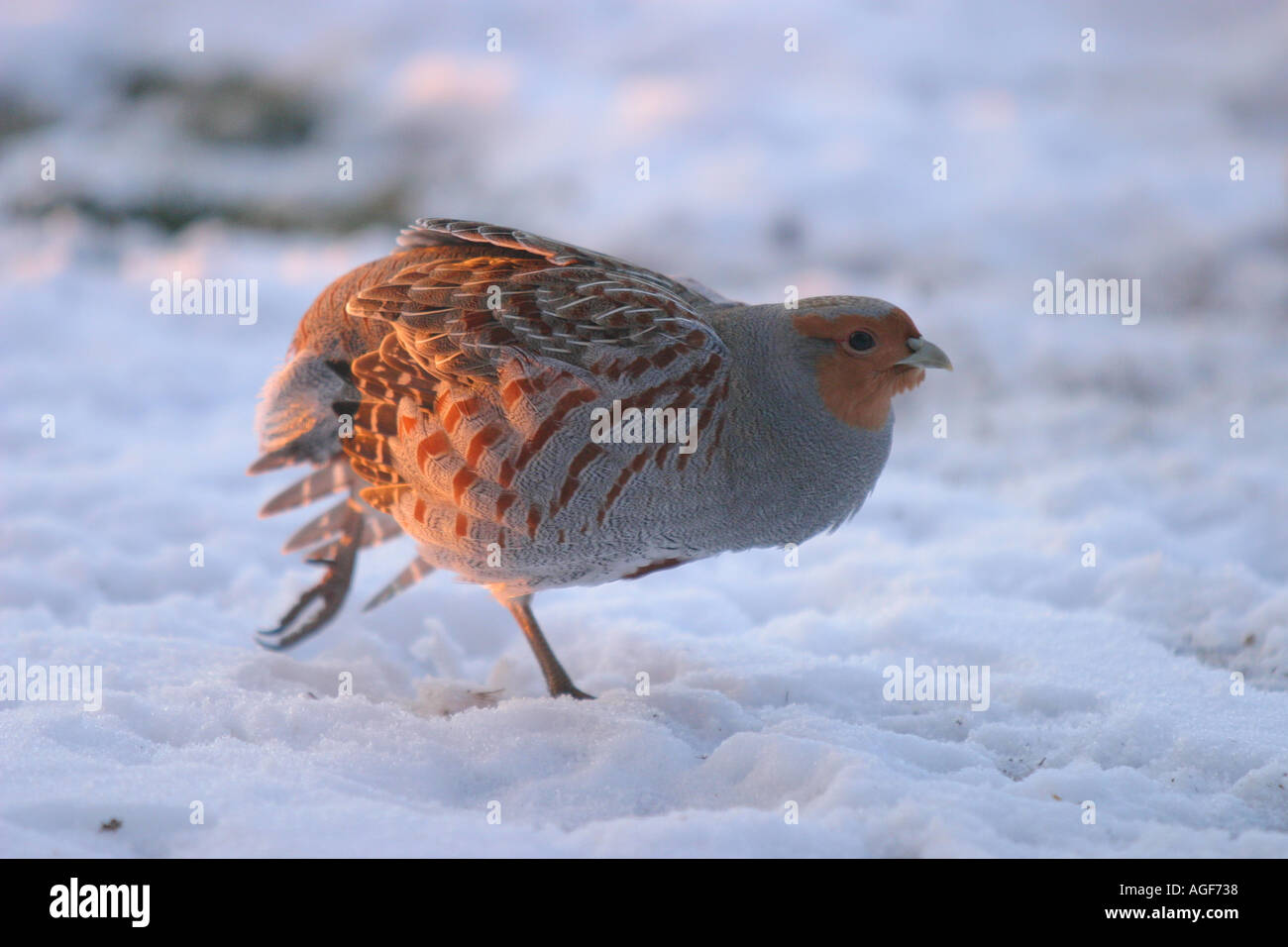 Hungarian partridge stretching wing Stock Photo - Alamy